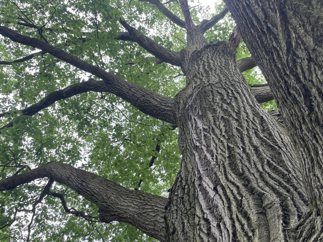 Black Oak | CMP Tree Selection Tool